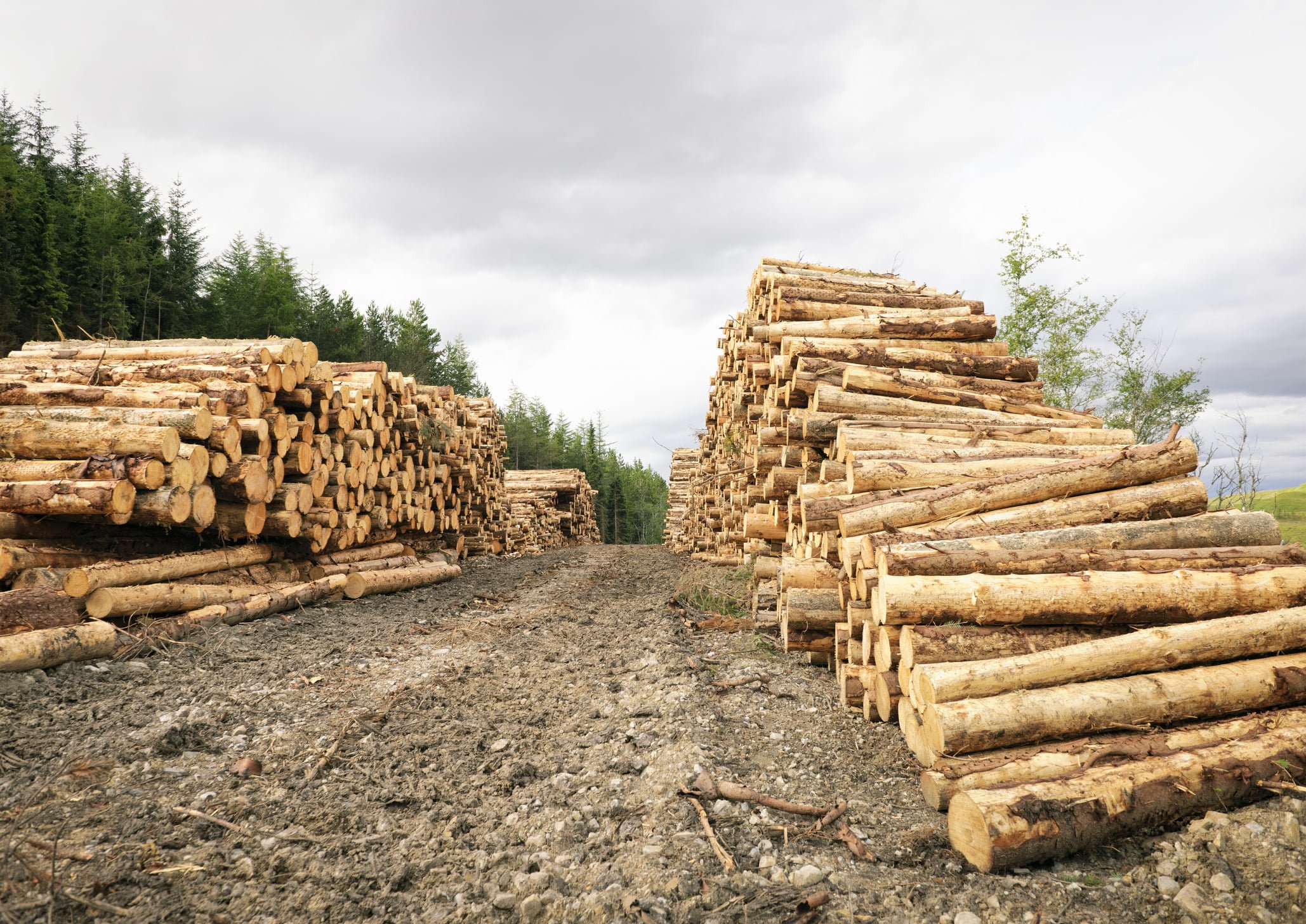Apitong Wood and Illegal Hardwoods | RAD Wood Products